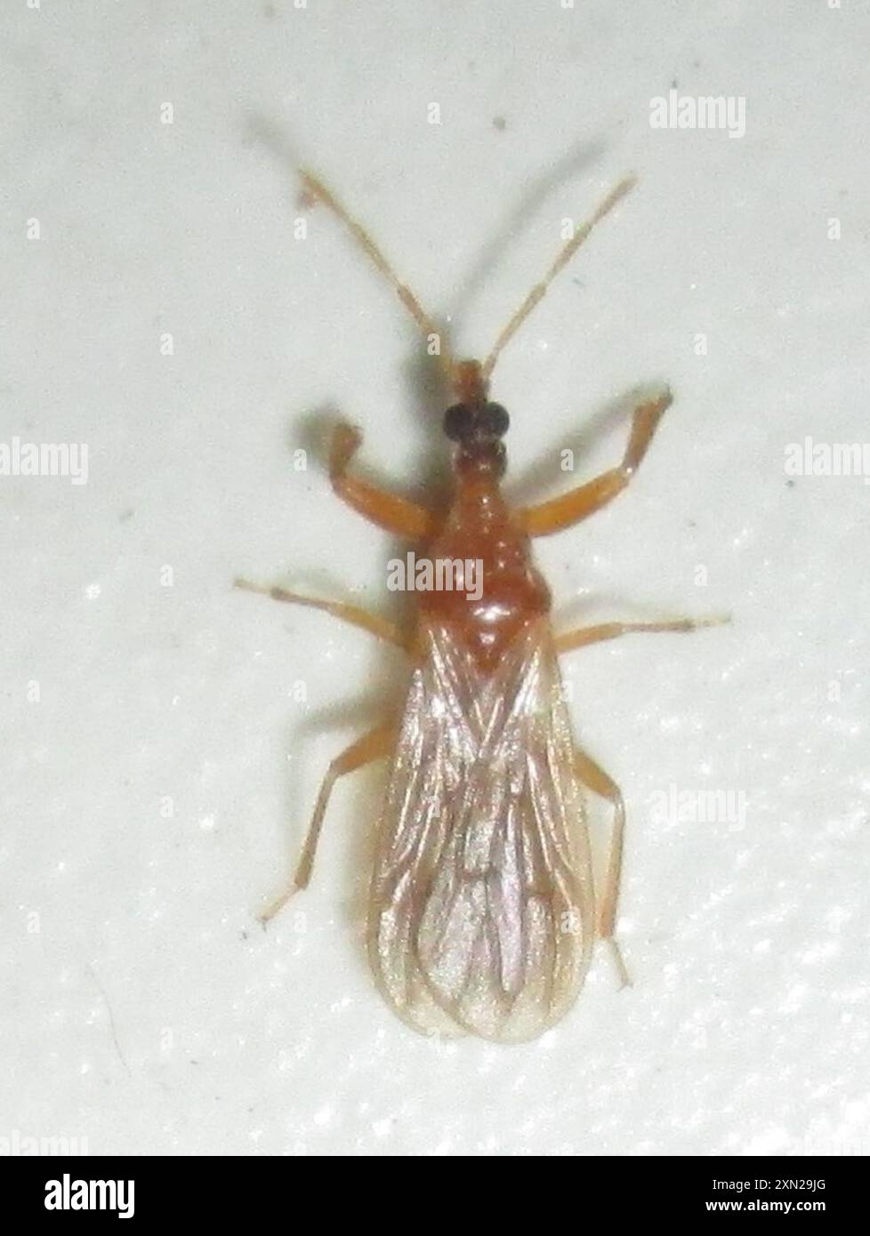 Gnat Bugs (Enicocephalidae) Insecta Stock Photo - Alamy