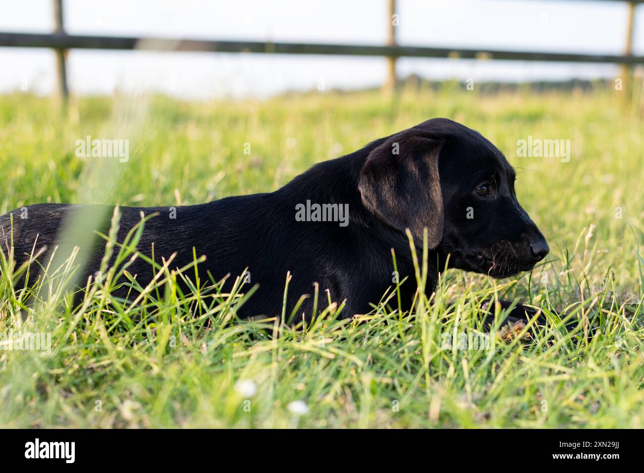 Cute portrait of an 8 week old black Labrador puppy laying down on the ...
