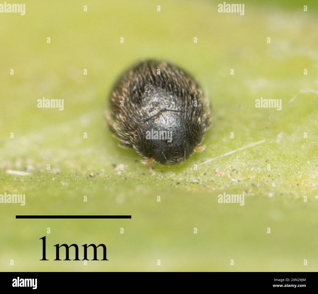 Spider Mite Destroyer (Stethorus punctum) Insecta Stock Photo - Alamy