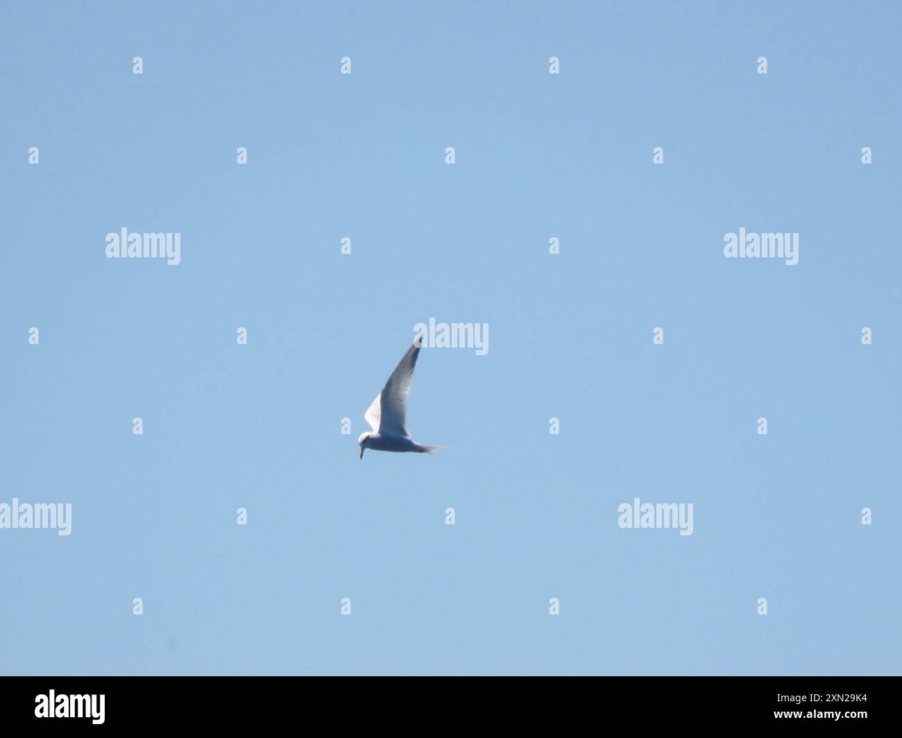 Snowy-crowned Tern (Sterna trudeaui) Aves Stock Photo - Alamy
