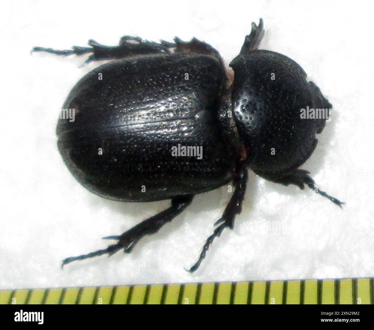 Rhinoceros Beetles (Dynastinae) Insecta Stock Photo - Alamy