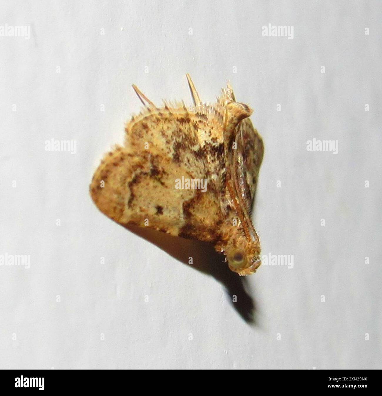 Tropical Meal Moth (Pyralis manihotalis) Insecta Stock Photo - Alamy