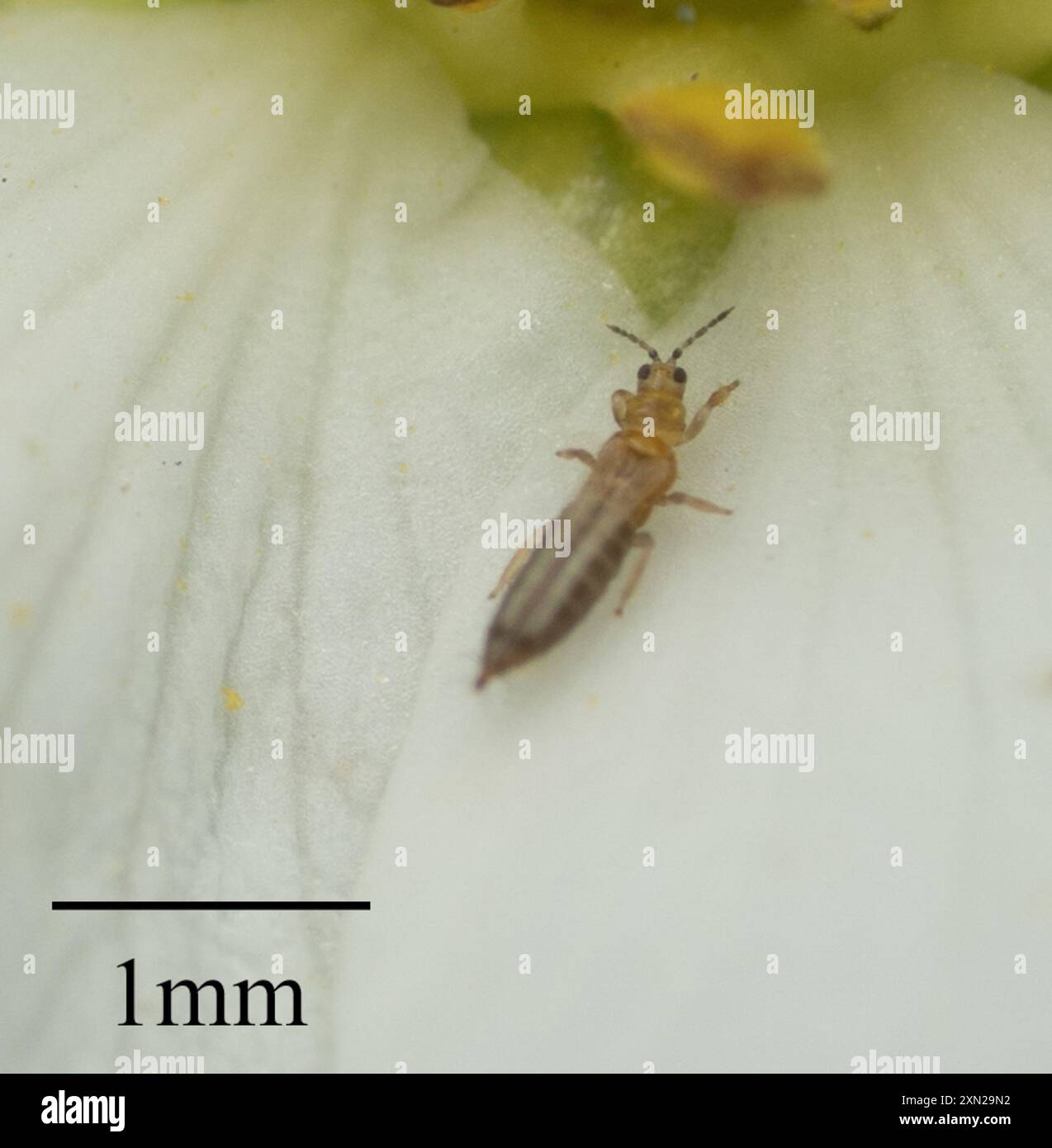 Western Flower Thrips (Frankliniella occidentalis) Insecta Stock Photo ...