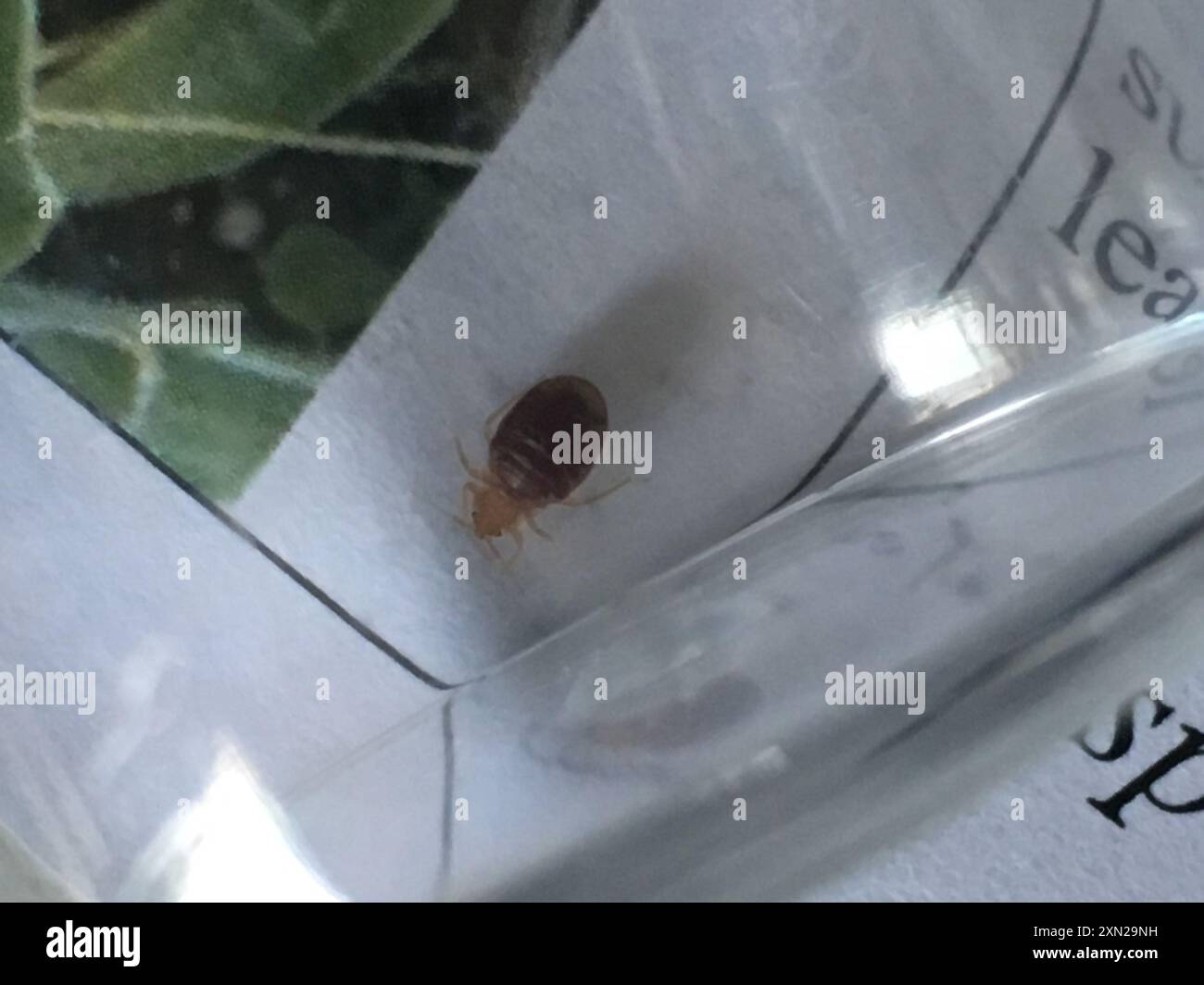 Common Bed Bug (Cimex lectularius) Insecta Stock Photo - Alamy