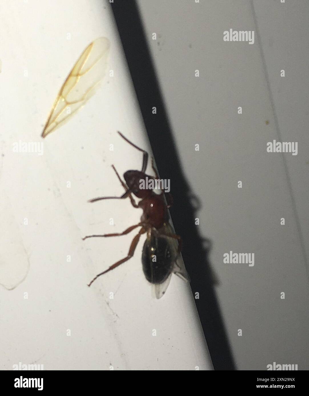 Florida Carpenter Ant (Camponotus floridanus) Insecta Stock Photo - Alamy