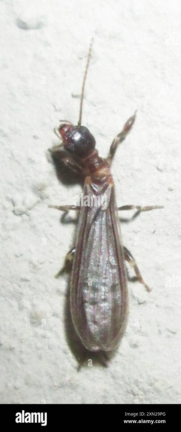 Webspinners (Embioptera) Insecta Stock Photo - Alamy