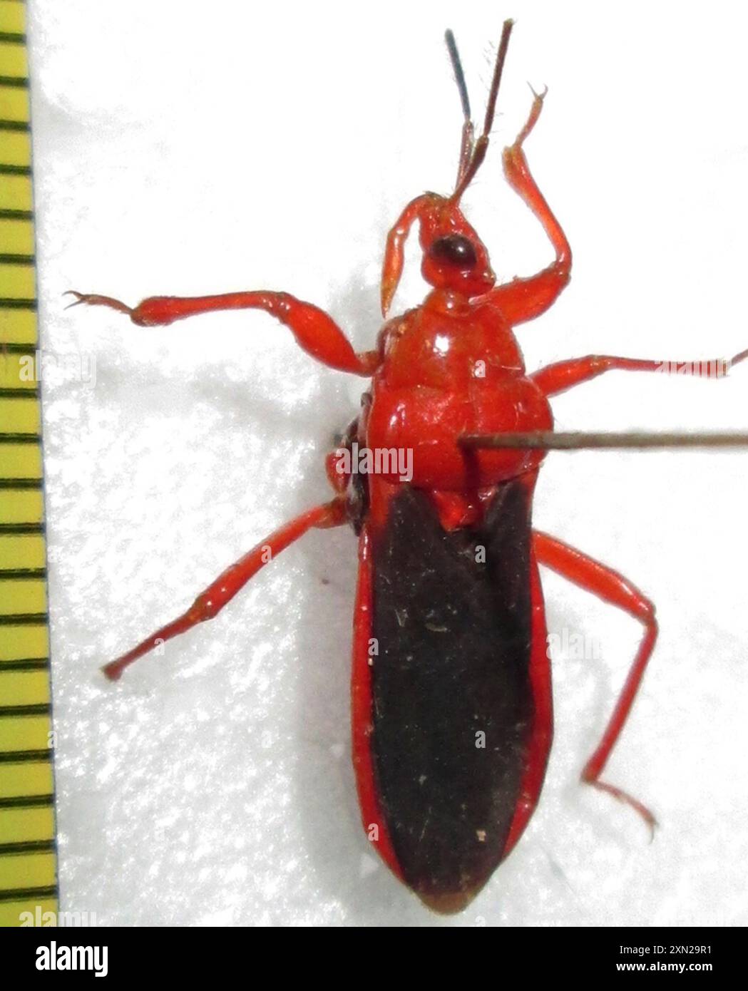 Millipede Assassin Bugs (Ectrichodiinae) Insecta Stock Photo - Alamy