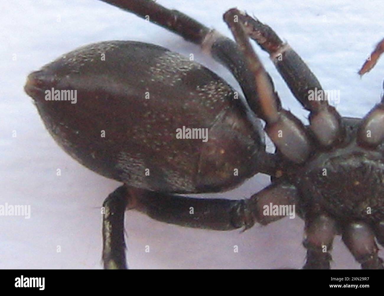 Ground and Ant-mimic Sac Spiders (Corinnidae) Arachnida Stock Photo - Alamy