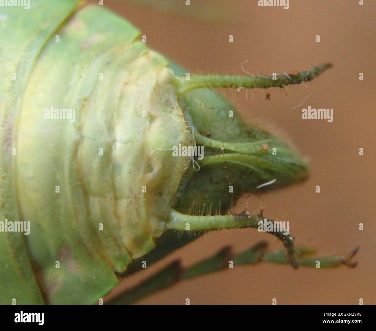 Common Green Mantis (Sphodromantis gastrica) Insecta Stock Photo - Alamy