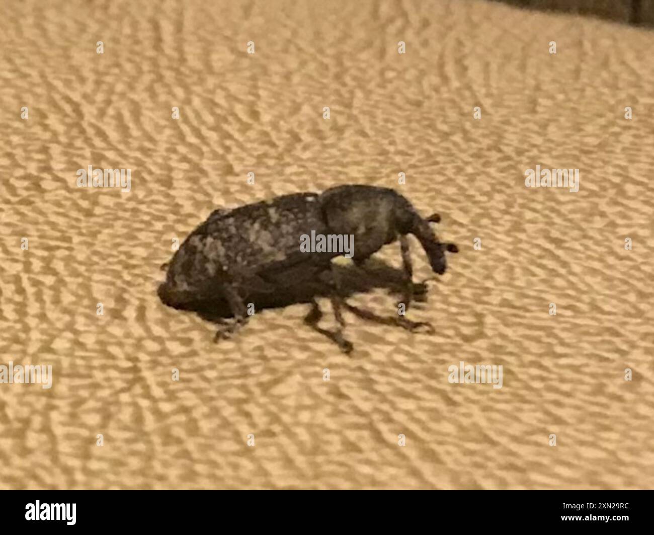 Pitch-eating Weevil (Pachylobius picivorus) Insecta Stock Photo - Alamy