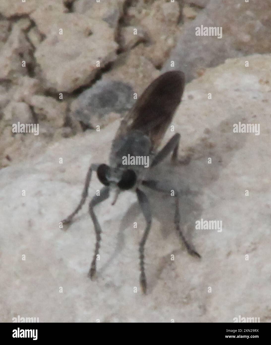 Three-banded Robber Fly (Stichopogon trifasciatus) Insecta Stock Photo ...