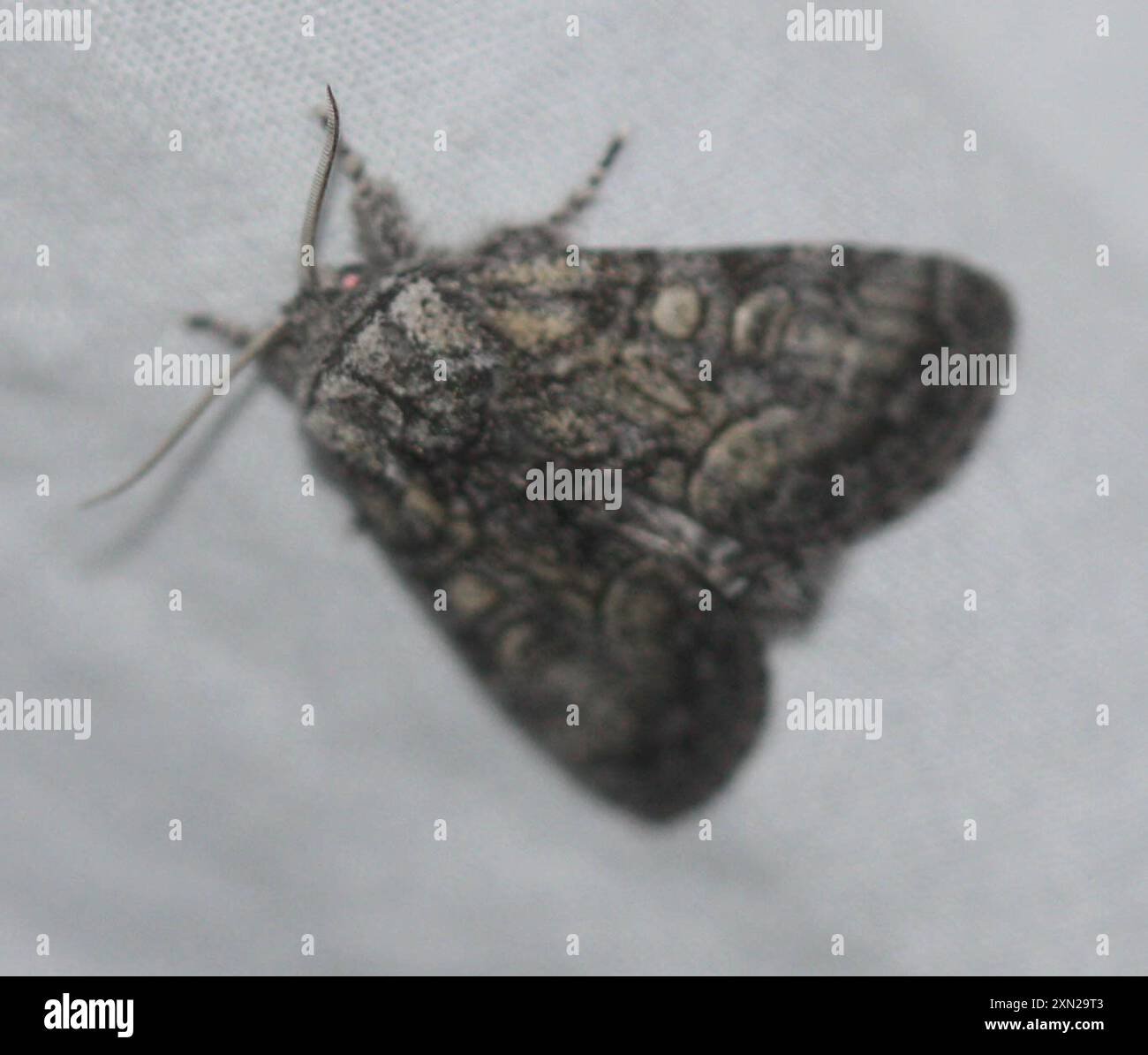 Brother Moth (Raphia frater) Insecta Stock Photo - Alamy