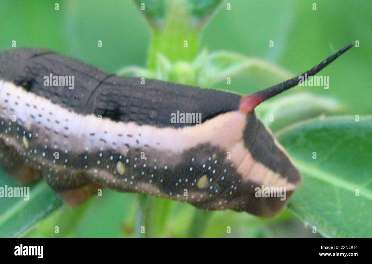 Vine Hawkmoth (Hippotion celerio) Insecta Stock Photo - Alamy