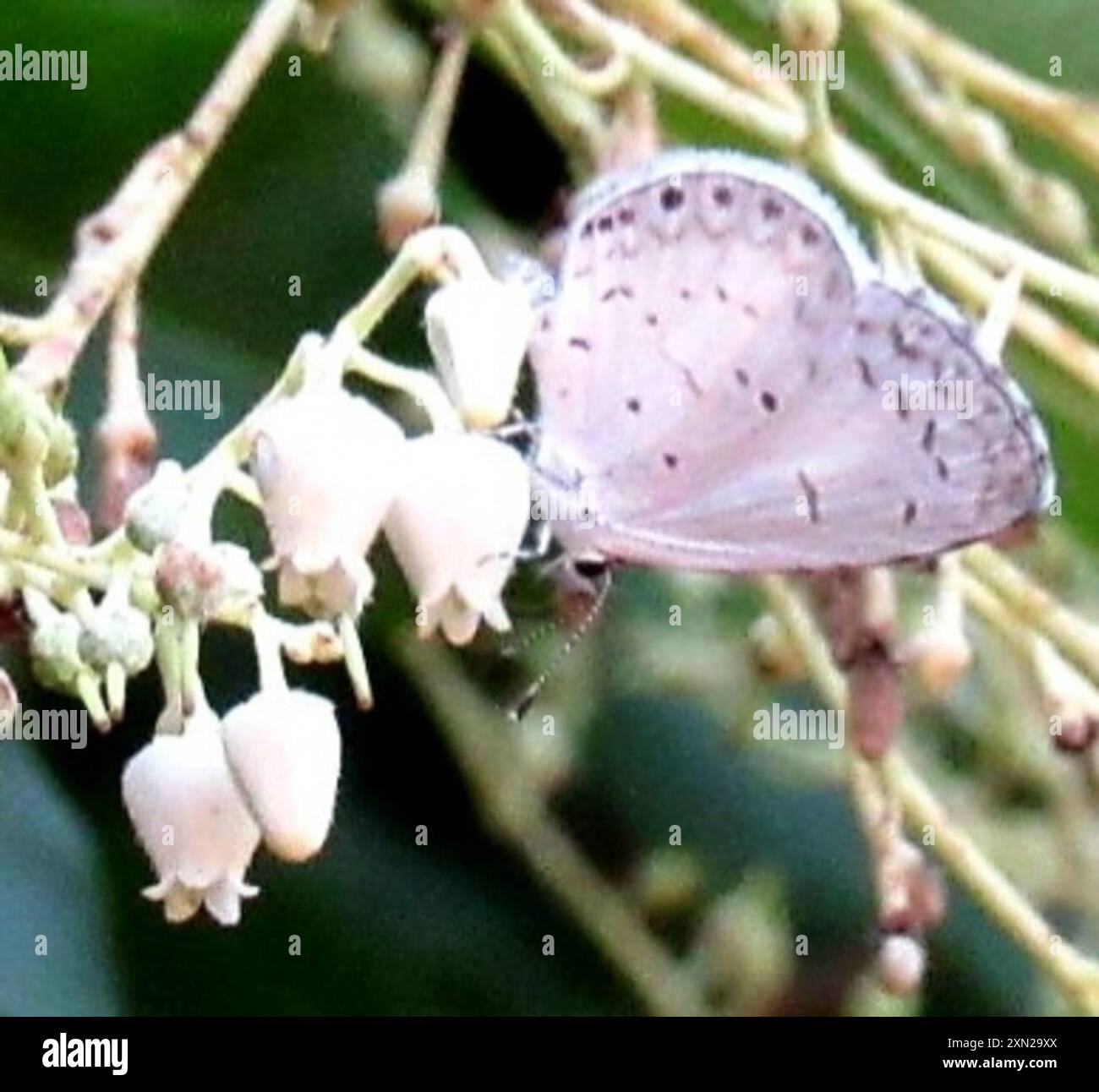 Summer Azure (Celastrina neglecta) Insecta Stock Photo - Alamy