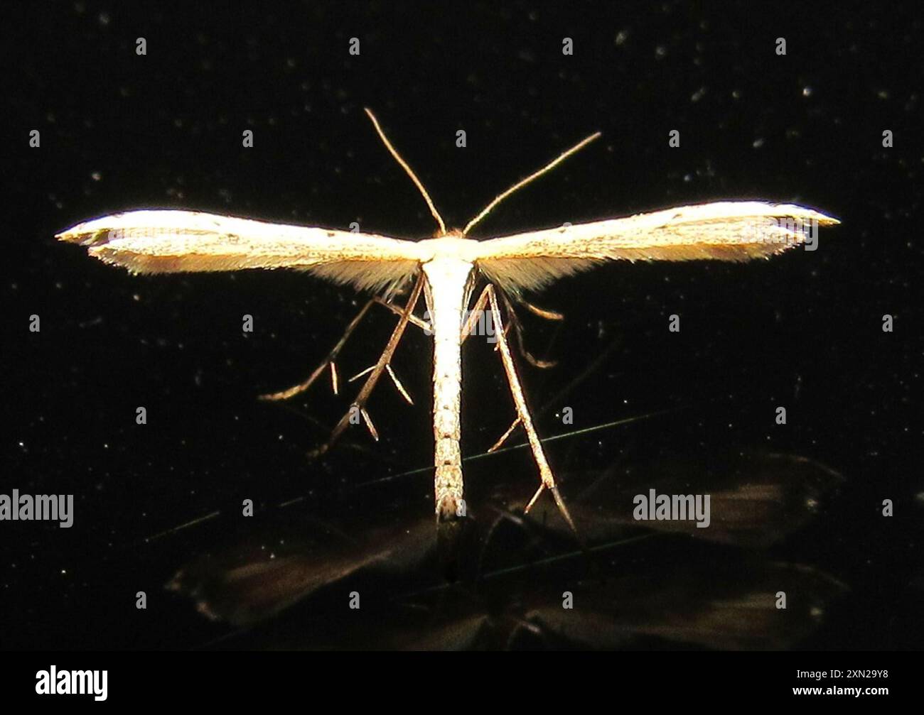 Plume Moths (Pterophoridae) Insecta Stock Photo - Alamy