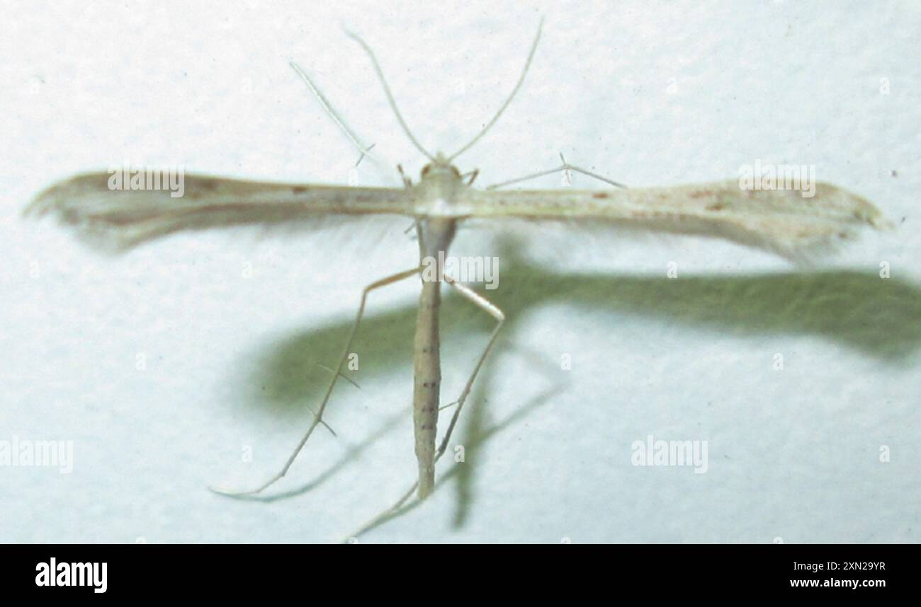 Plume Moths (Pterophoridae) Insecta Stock Photo - Alamy