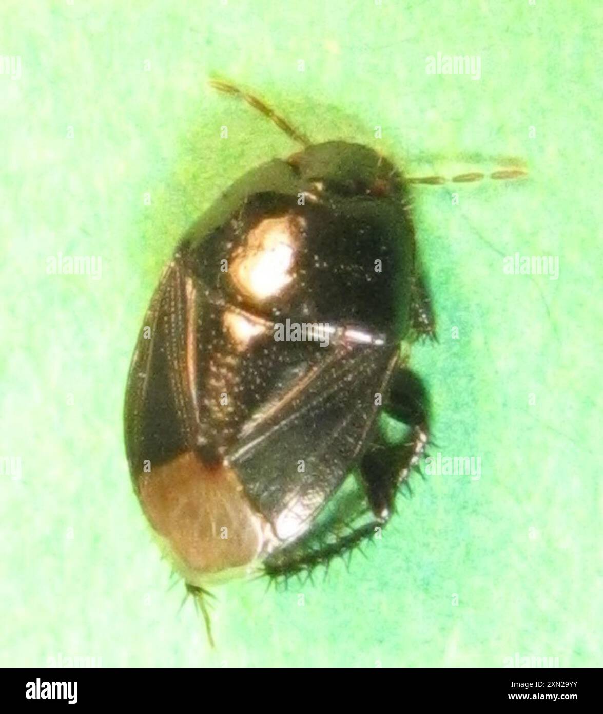 Two-lined Burrowing Bug (Pangaeus bilineatus) Insecta Stock Photo - Alamy