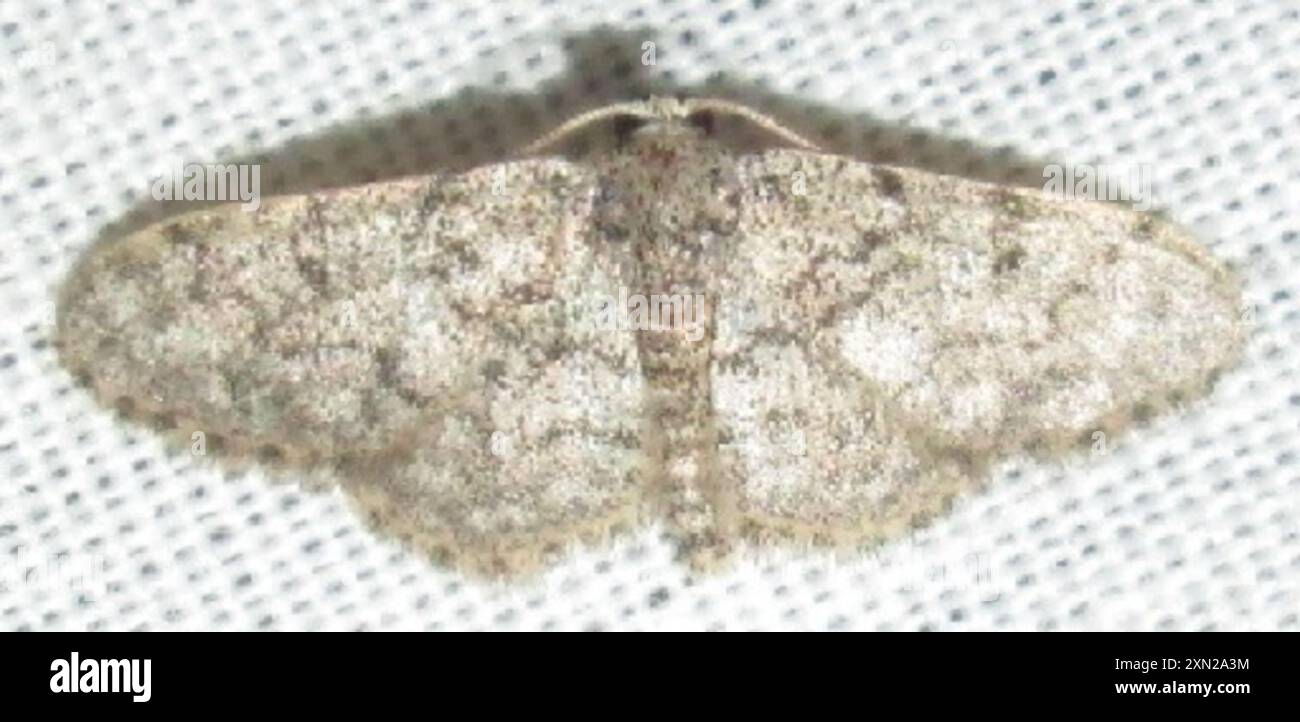 Geometer Moths (Geometridae) Insecta Stock Photo - Alamy