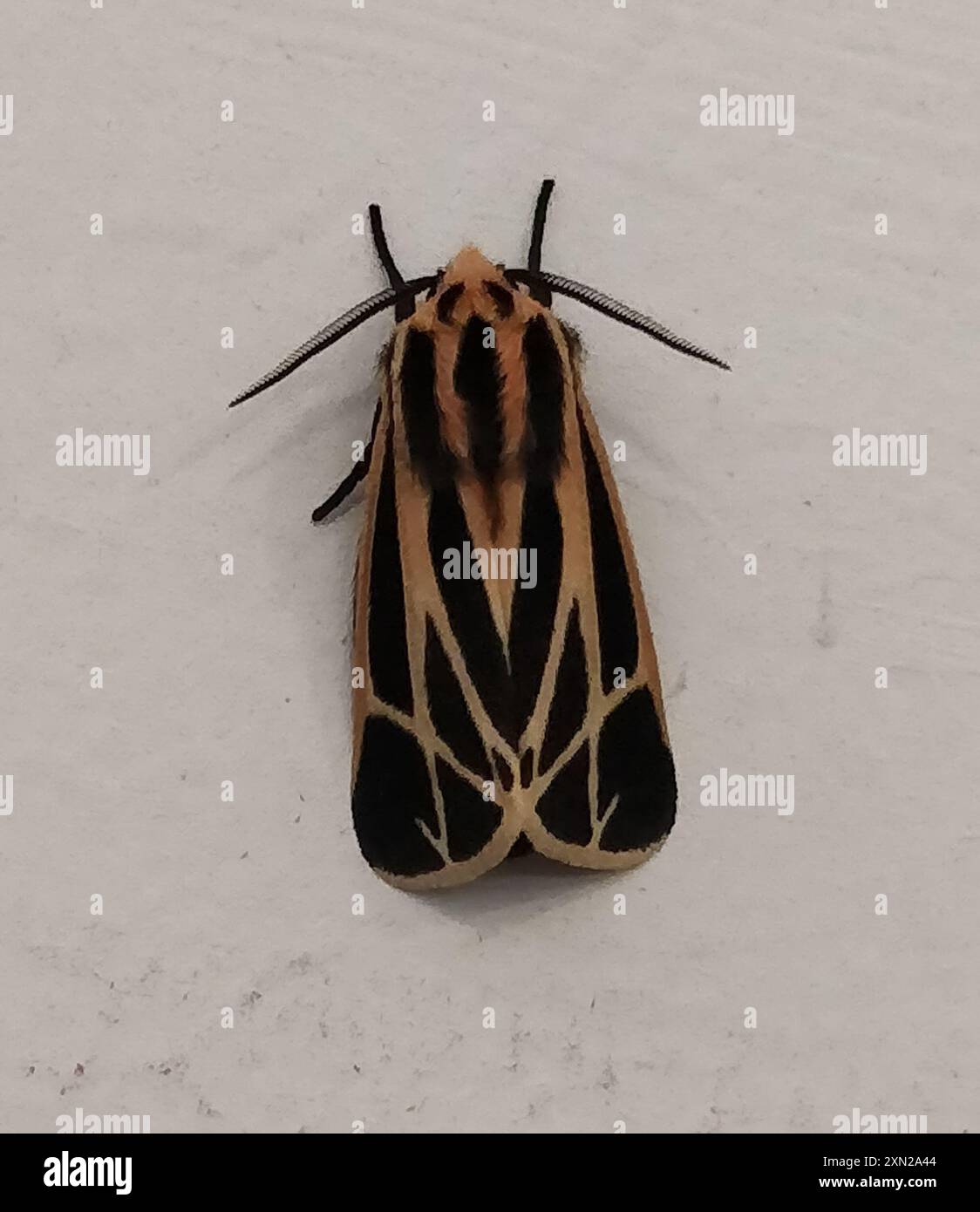 Harnessed Tiger Moth (Apantesis phalerata) Insecta Stock Photo - Alamy