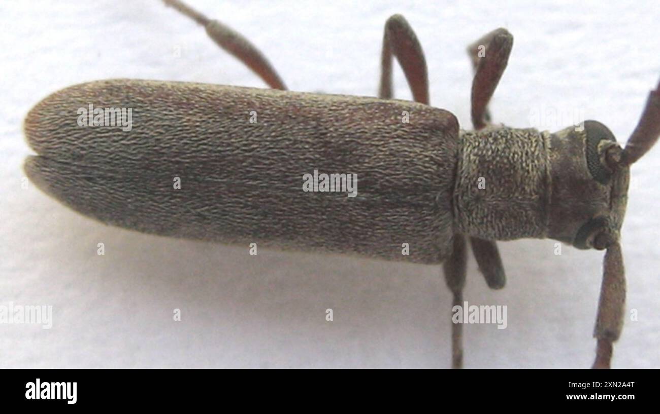 (Eunidia angolana) Insecta Stock Photo - Alamy