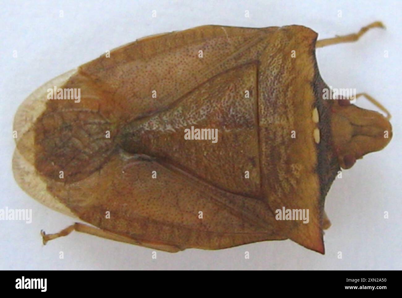 (Tripanda signitenens) Insecta Stock Photo - Alamy