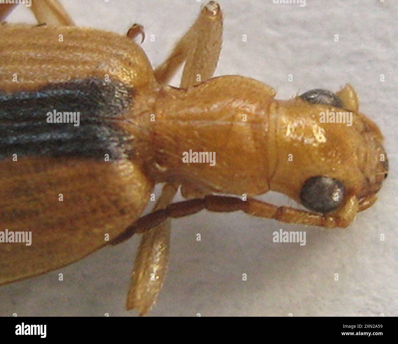 (Brachinus dorsalis) Insecta Stock Photo - Alamy