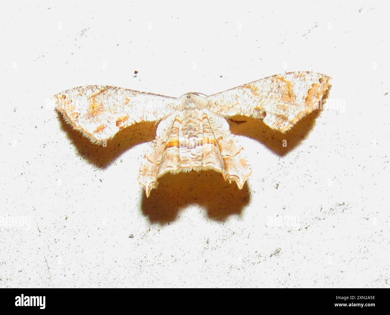 (Epiplema incolorata) Insecta Stock Photo - Alamy