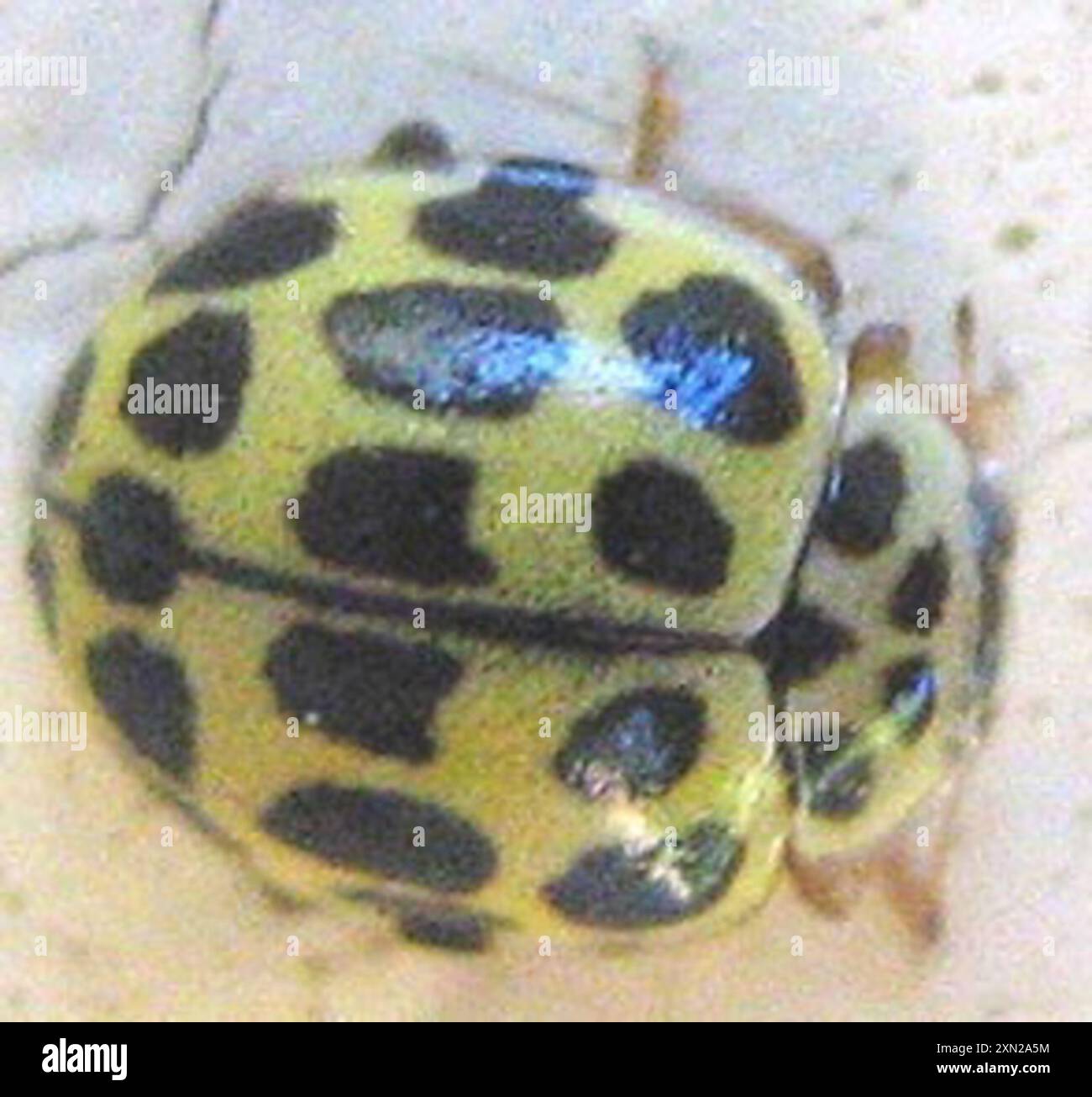 Fungus-eating Lady Beetles (Psyllobora) Insecta Stock Photo - Alamy