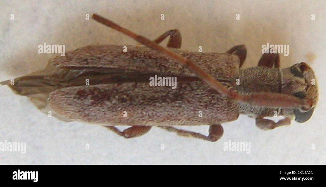 (Eunidia angolana) Insecta Stock Photo - Alamy