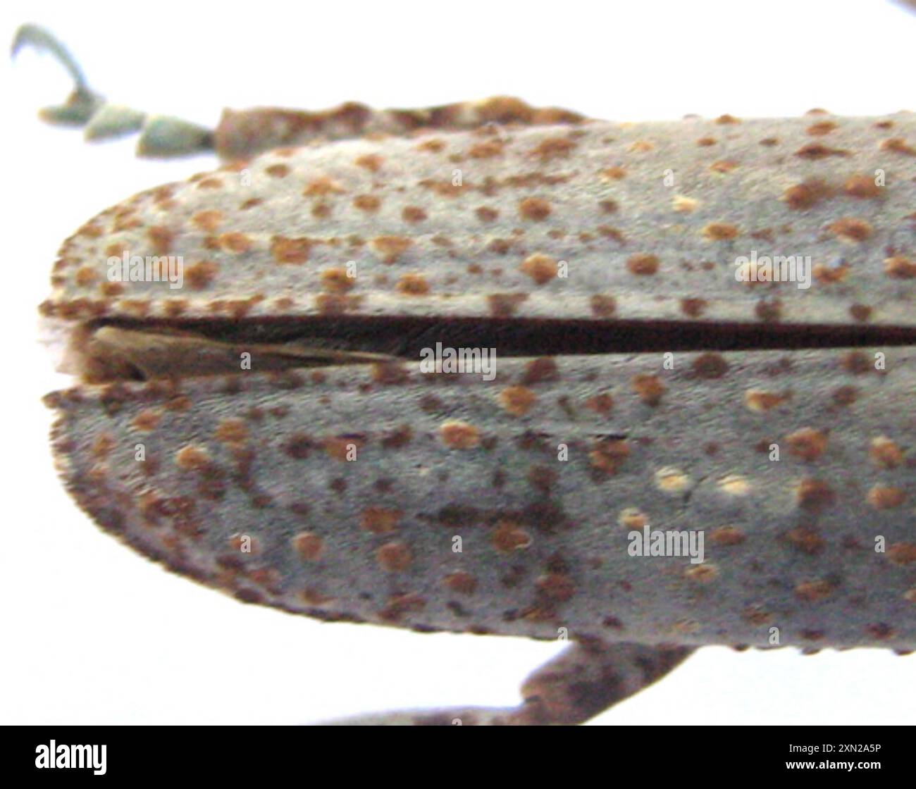 (Protomocerus pulcher) Insecta Stock Photo - Alamy