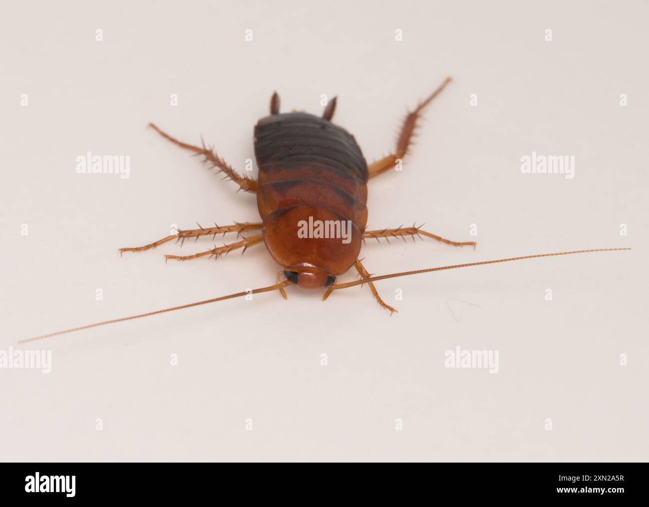 Turkestan Cockroach (Periplaneta lateralis) Insecta Stock Photo - Alamy
