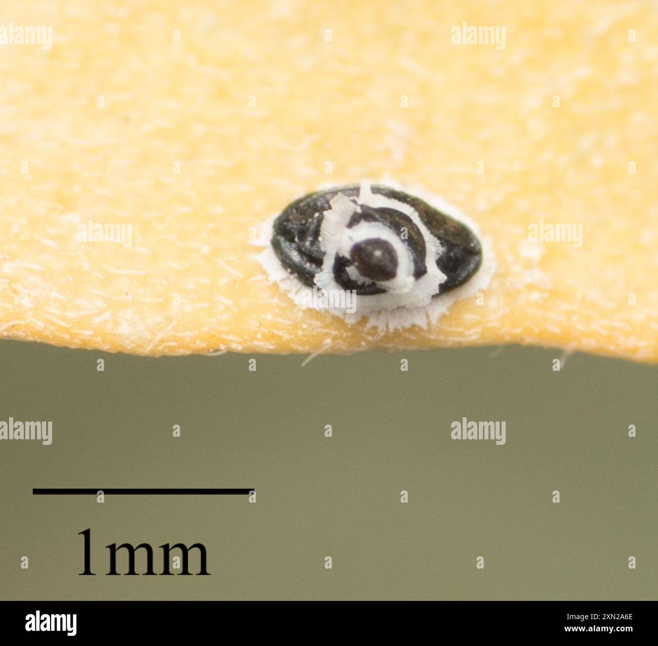 Acacia whitefly (Tetraleurodes acaciae) Insecta Stock Photo - Alamy