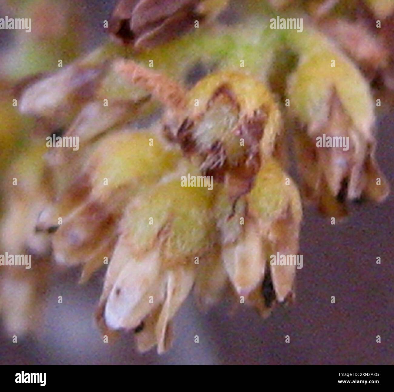 Bushveld Hairy Guarri (Euclea natalensis angustifolia) Plantae Stock ...