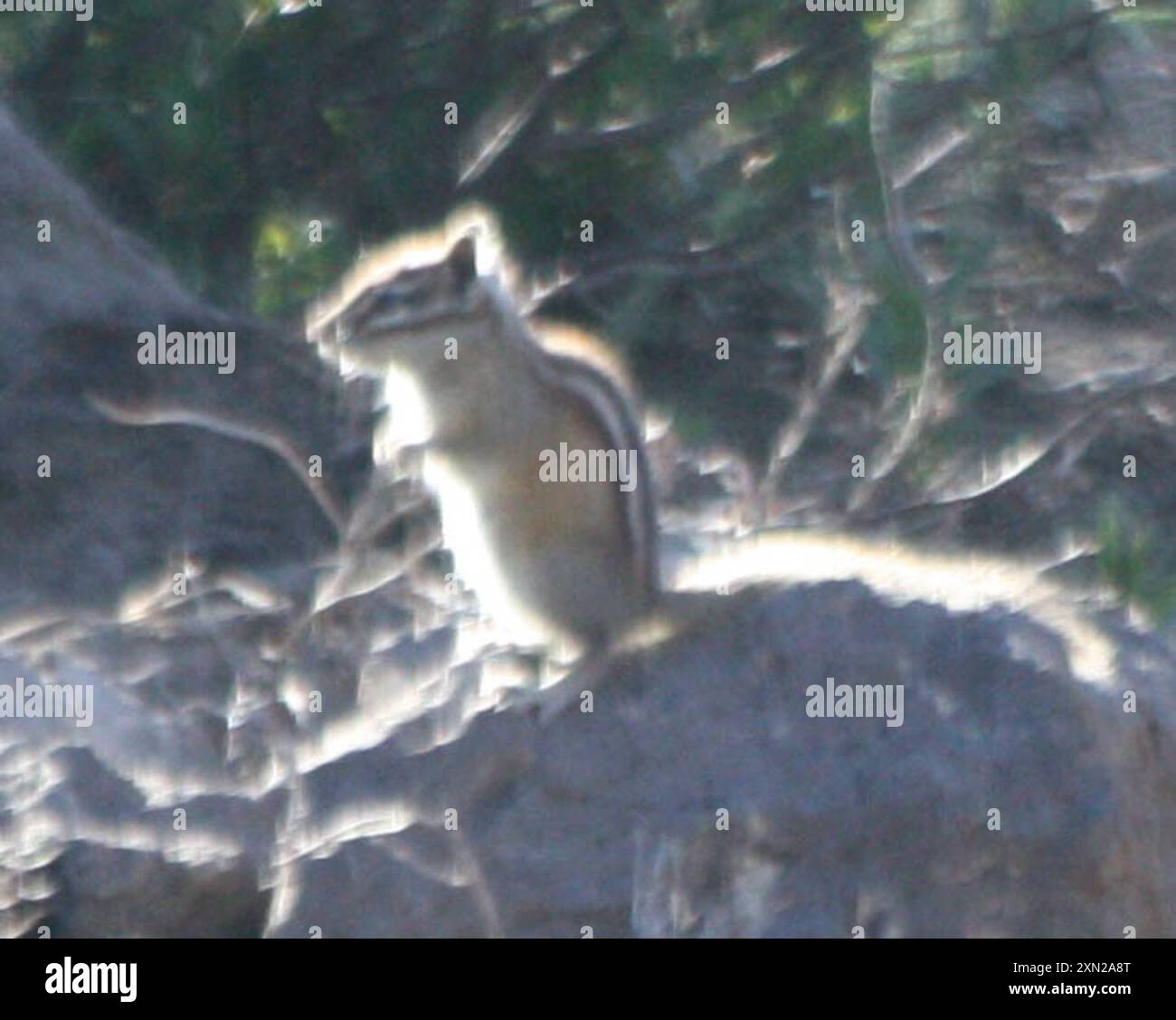 Least Chipmunk (Neotamias minimus) Mammalia Stock Photo - Alamy