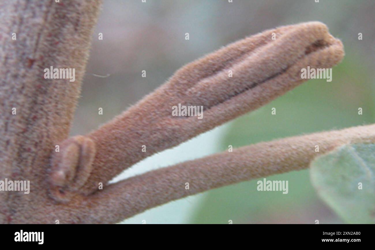 Pappea capensis hi-res stock photography and images - Alamy