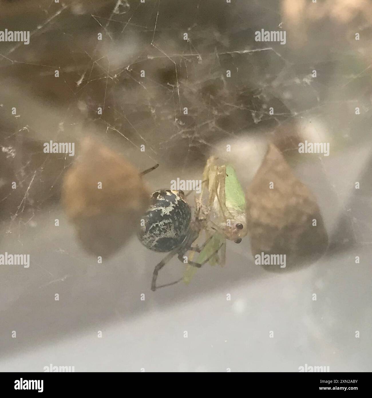 Common House Spider (Parasteatoda tepidariorum) Arachnida Stock Photo ...