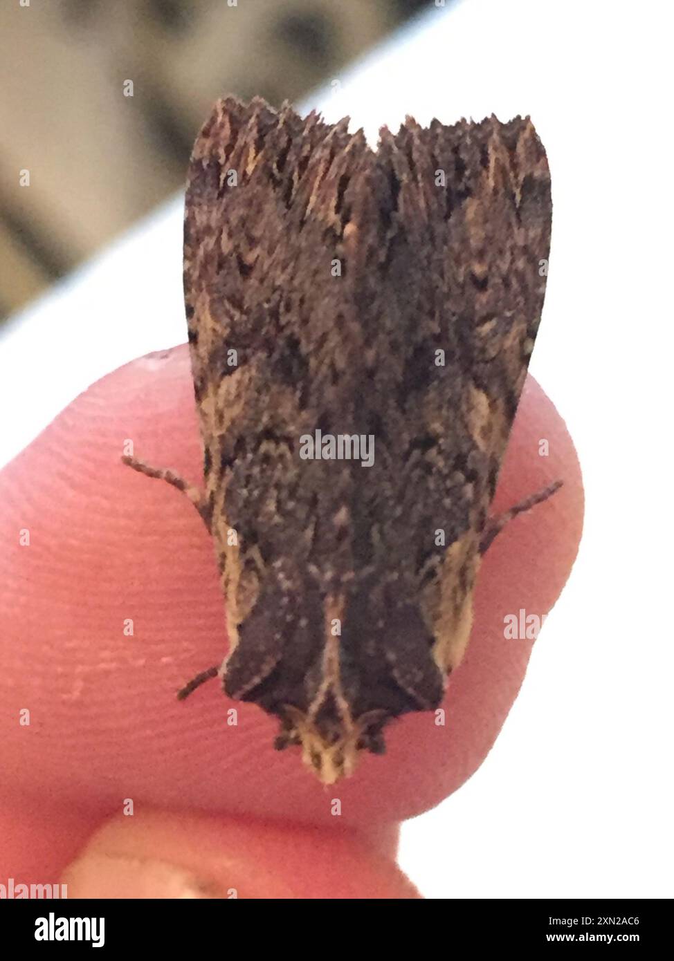 Meterana hi-res stock photography and images - Alamy