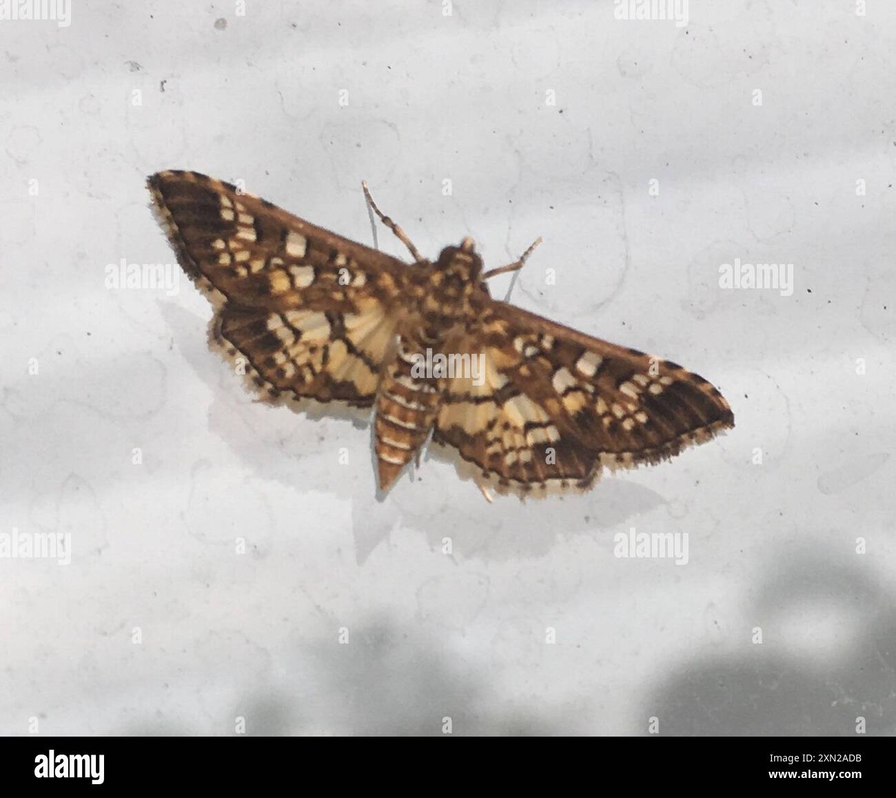 Stained-glass Moth (Samea castellalis) Insecta Stock Photo - Alamy