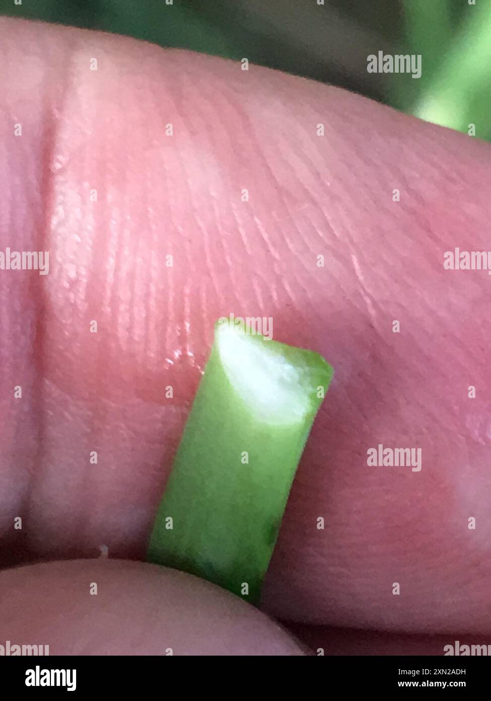 Canadian Meadow garlic (Allium canadense) Plantae Stock Photo - Alamy