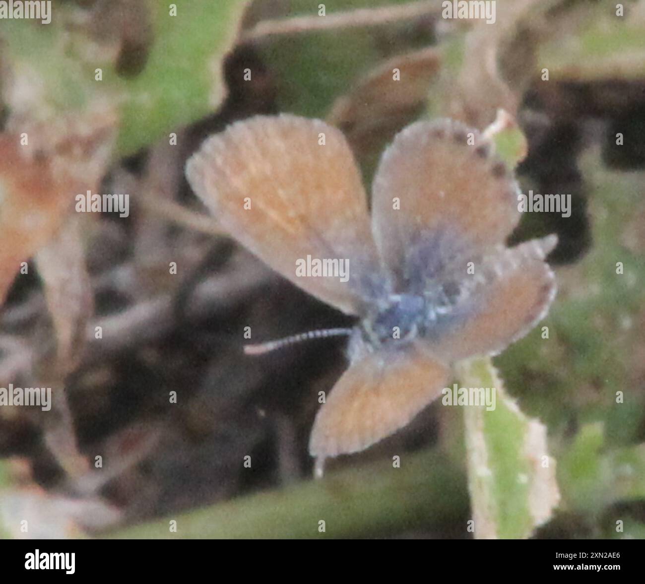 Western Pygmy-Blue (Brephidium exilis) Insecta Stock Photo - Alamy