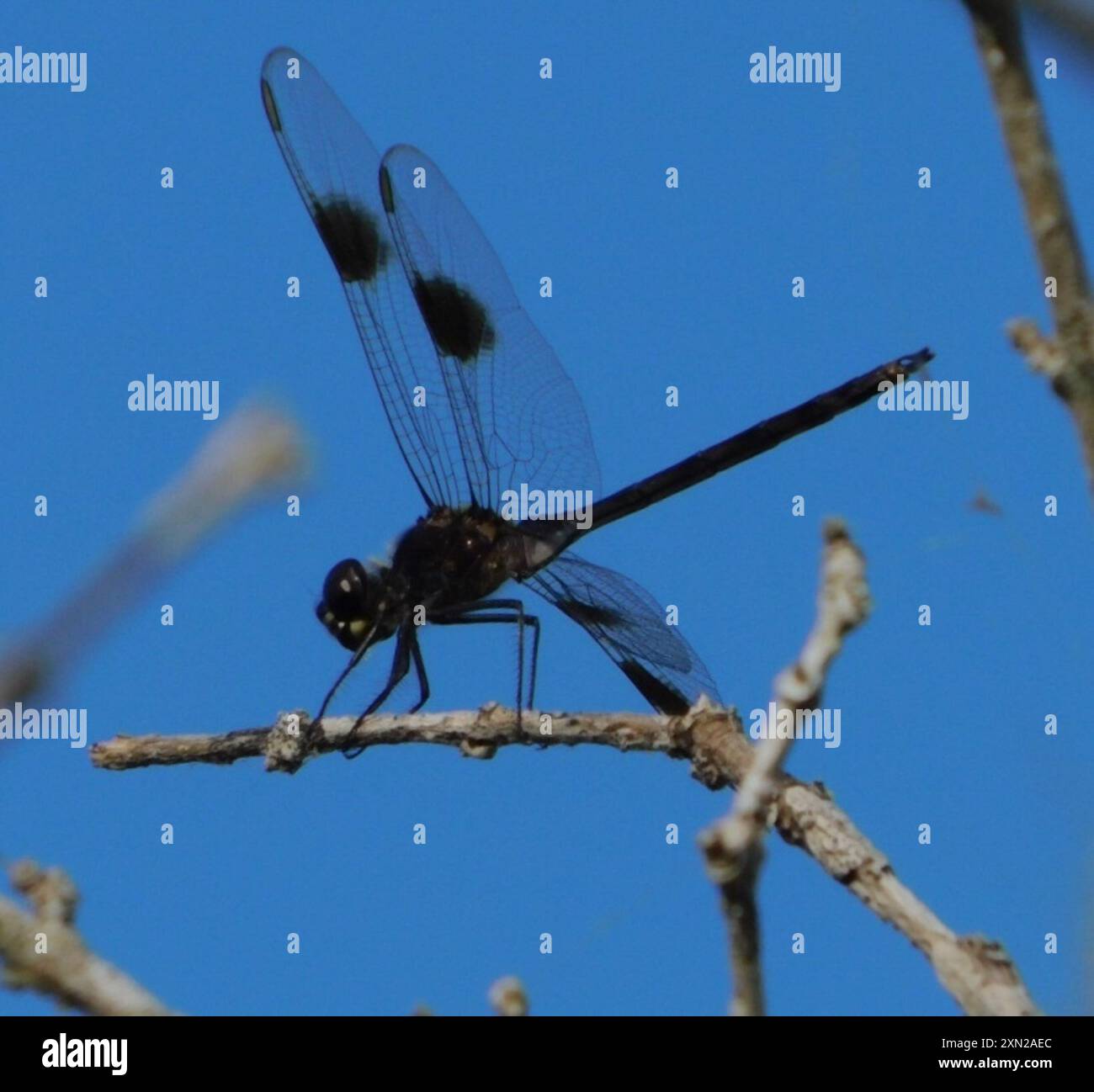 Four-spotted Pennant (Brachymesia gravida) Insecta Stock Photo - Alamy
