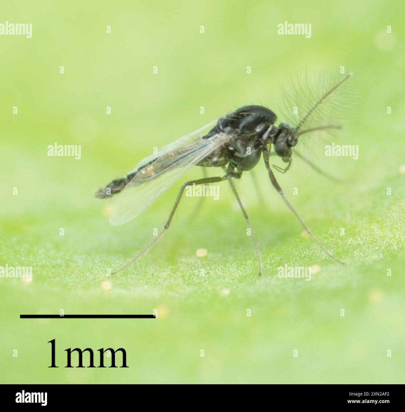 Non-biting Midges (Chironomidae) Insecta Stock Photo - Alamy