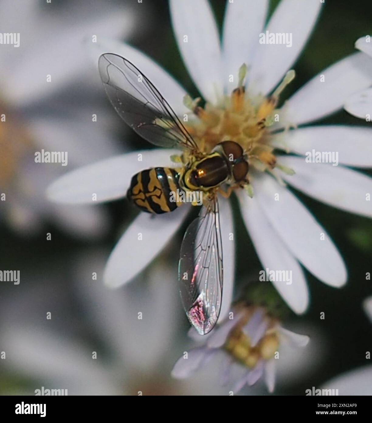 Eastern Calligrapher (Toxomerus geminatus) Insecta Stock Photo - Alamy