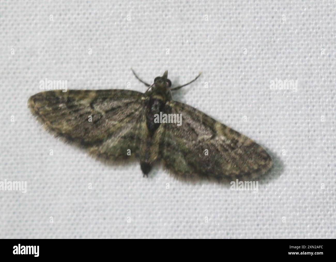 Geometer Moths (Geometridae) Insecta Stock Photo - Alamy