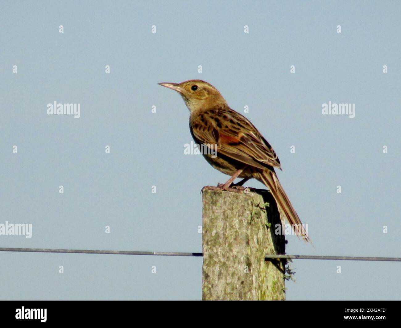 Hudson's Canastero (Asthenes hudsoni) Aves Stock Photo - Alamy