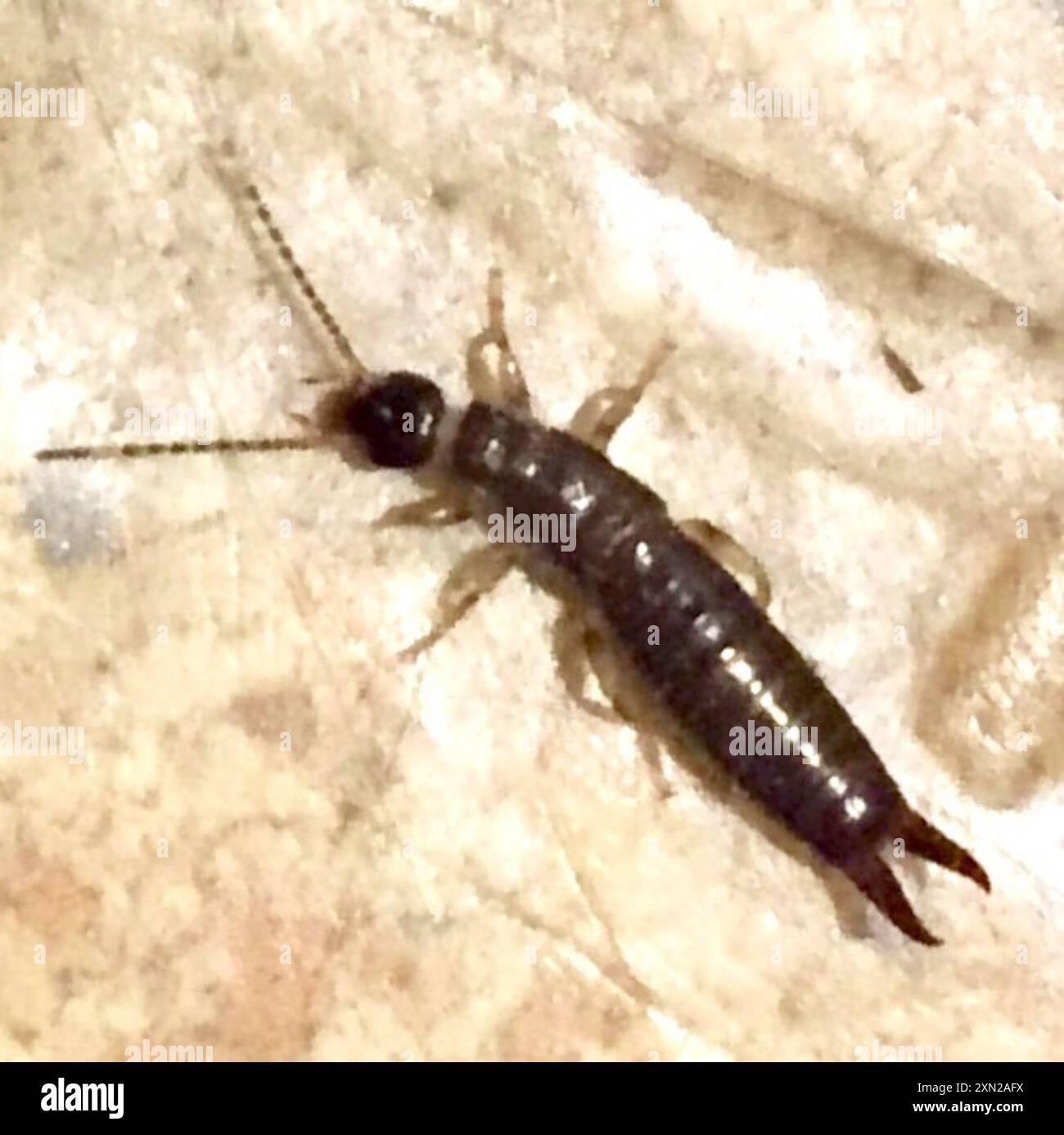 Ring-legged Earwig (Euborellia annulipes) Insecta Stock Photo - Alamy