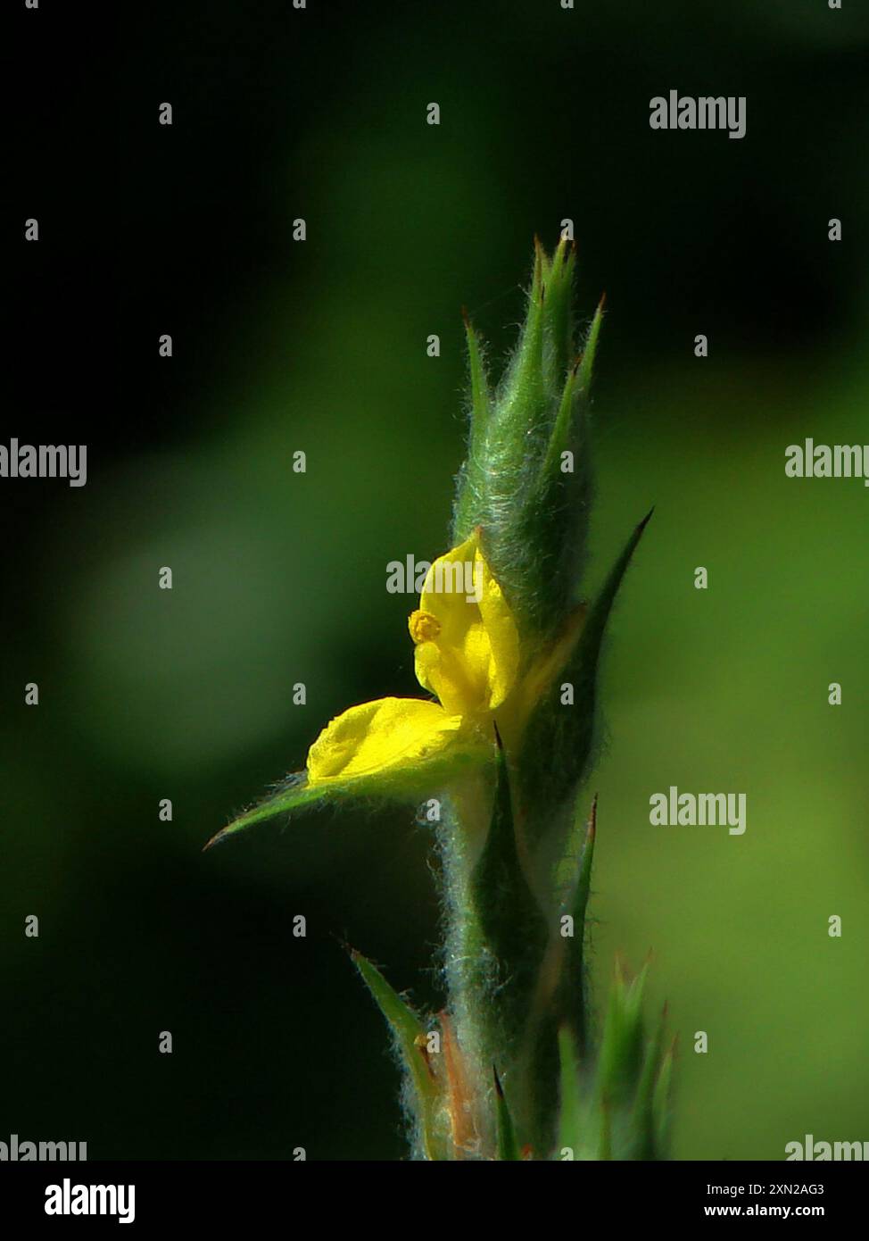 woolly frog's-mouth (Philydrum lanuginosum) Plantae Stock Photo - Alamy