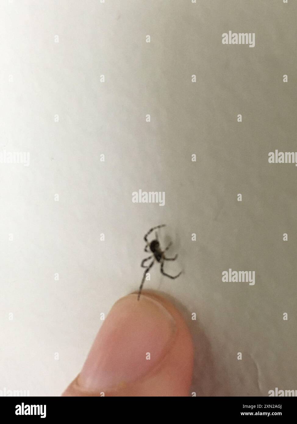 Orbweavers and Allies (Araneoidea) Arachnida Stock Photo - Alamy