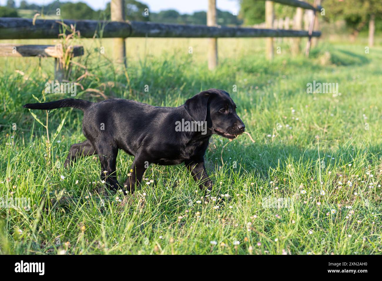 Cute portrait of an 8 week old black Labrador puppy outside on the ...