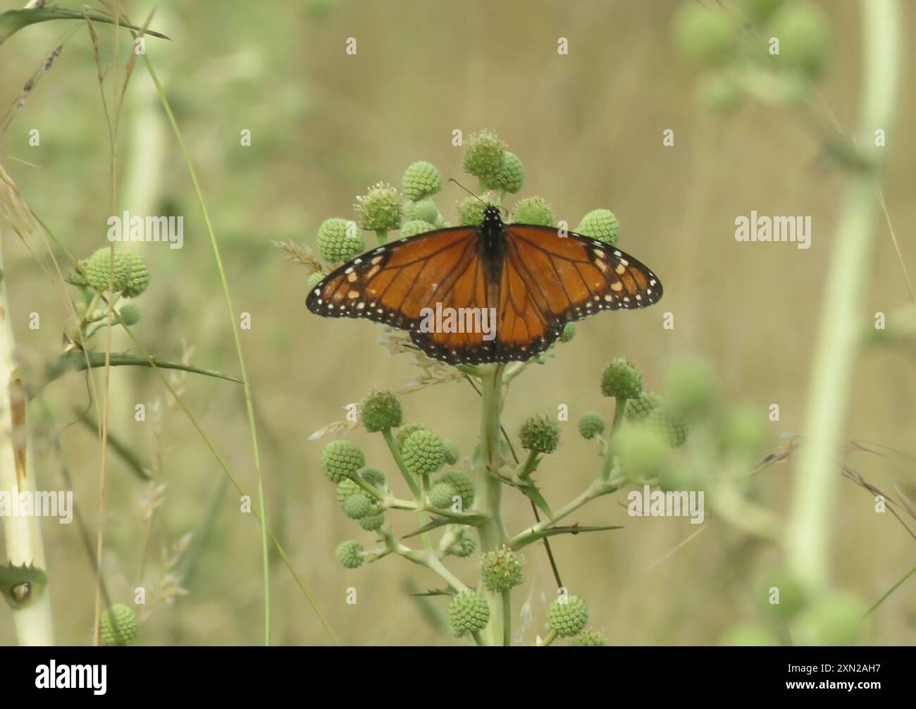 Southern Monarch (Danaus erippus) Insecta Stock Photo - Alamy